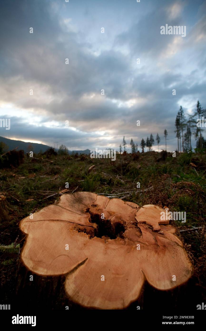 A lone stump lies in an empty logging site, formerly a forest Stock ...
