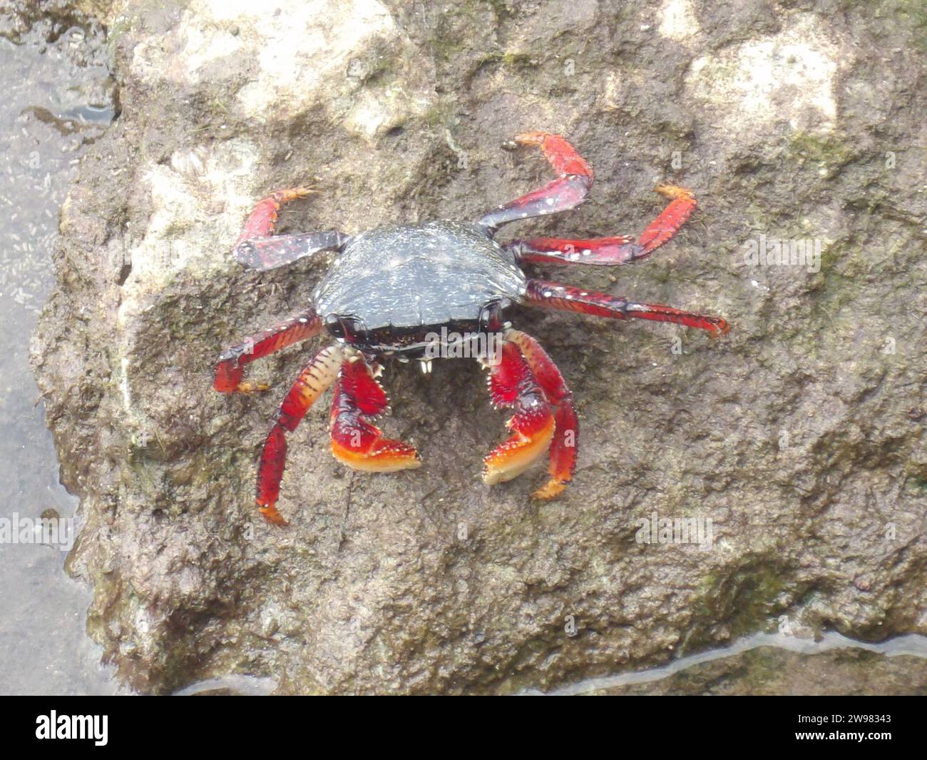 Raised texture hi-res stock photography and images - Alamy