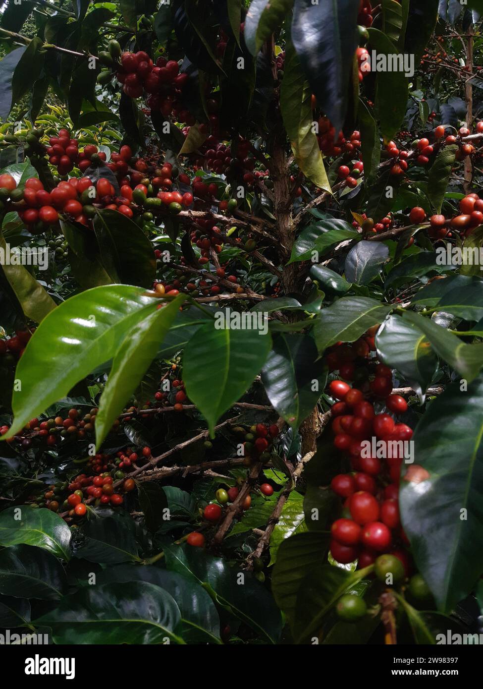A vibrant image of a coffee tree in a lush forest landscape, showing an ...