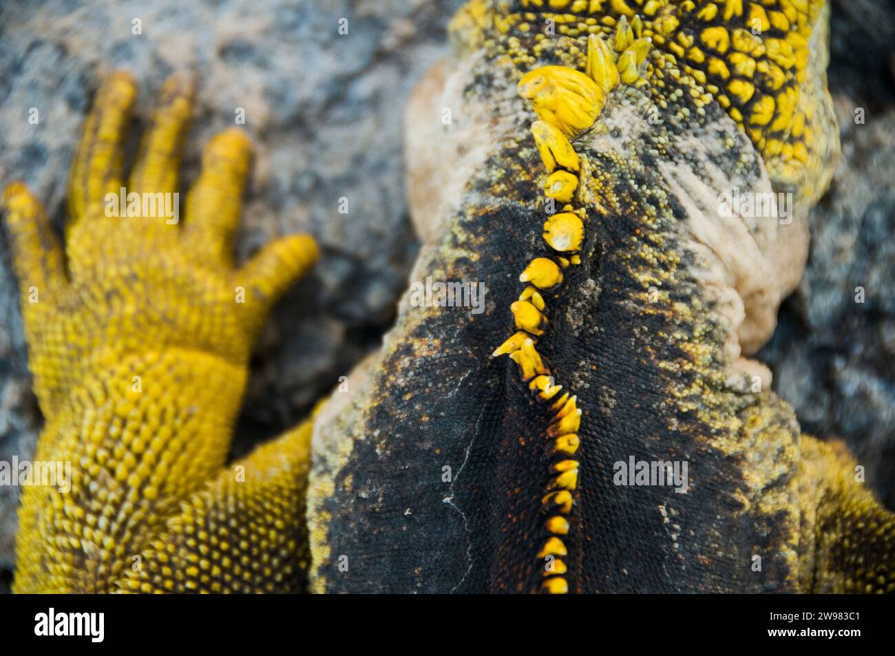 Close up detail of the yellow spine of a marine iguana, Galapagos ...