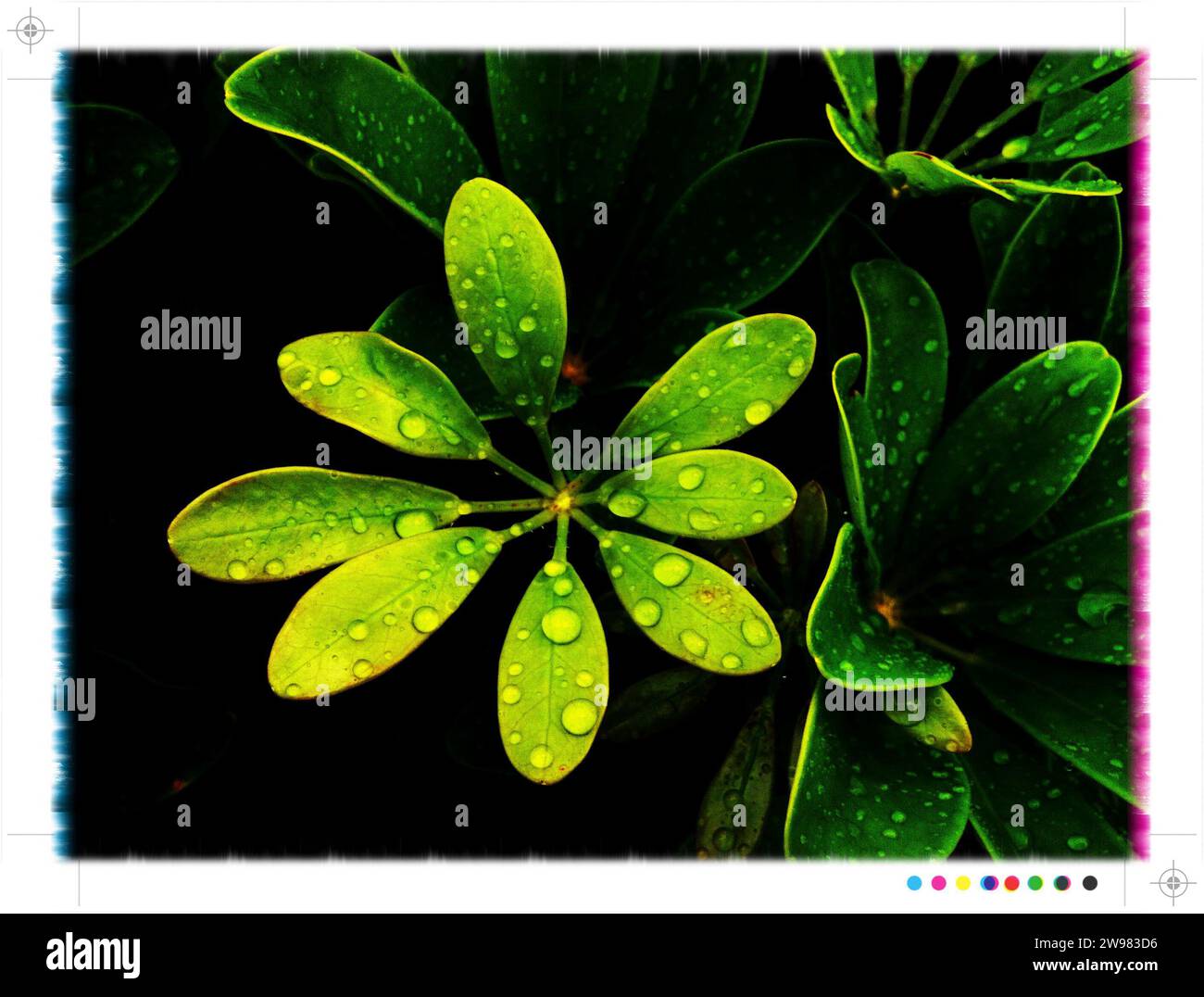 Fresh rain on leaves Stock Photo - Alamy