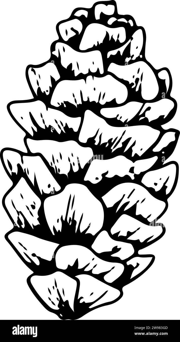 line art pine cones. Ink graphic twig of conifers evergreen tree. Hand ...
