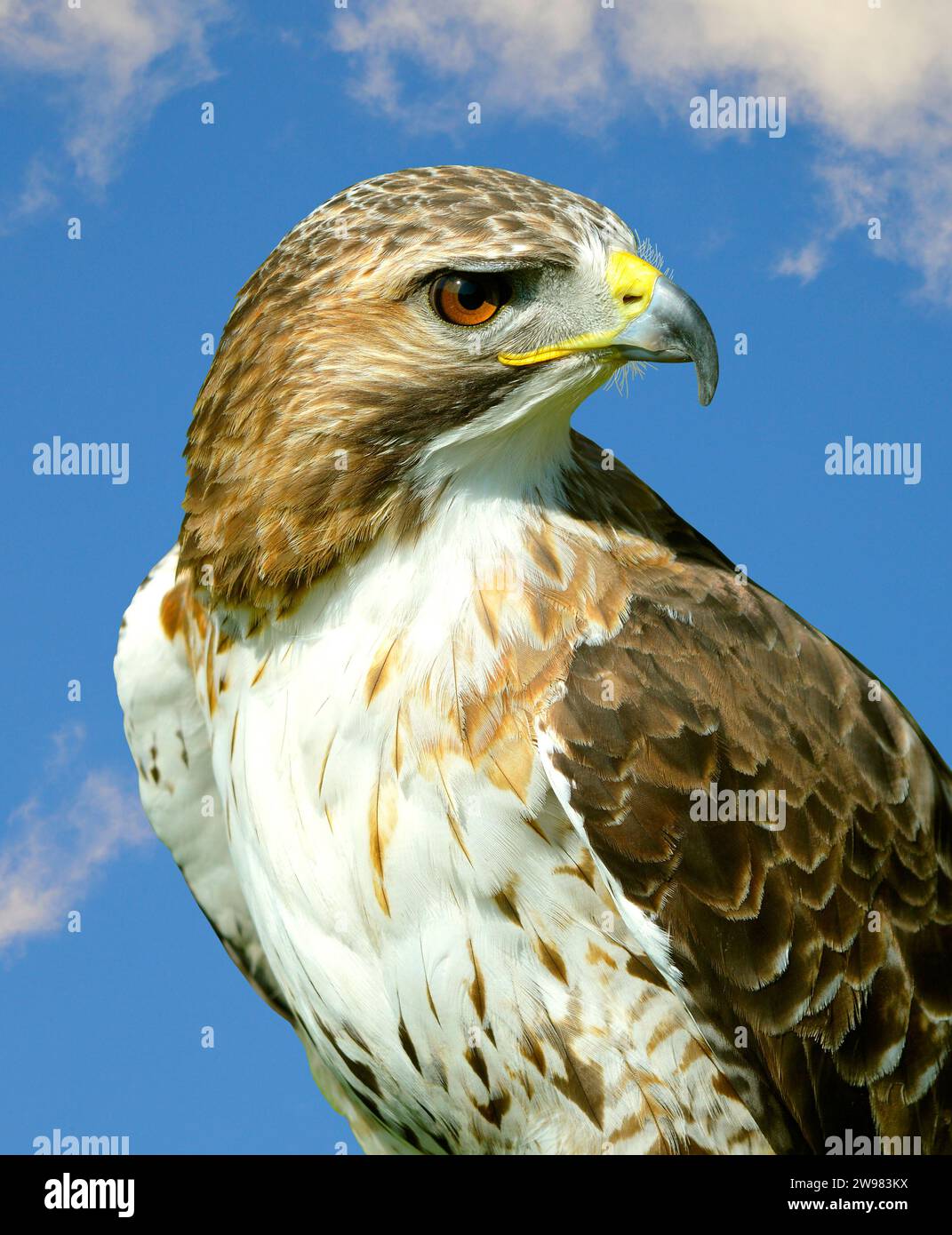 Red-Tailed-Buzzard Latin name Buteo jamaicensis breeds throughout most ...