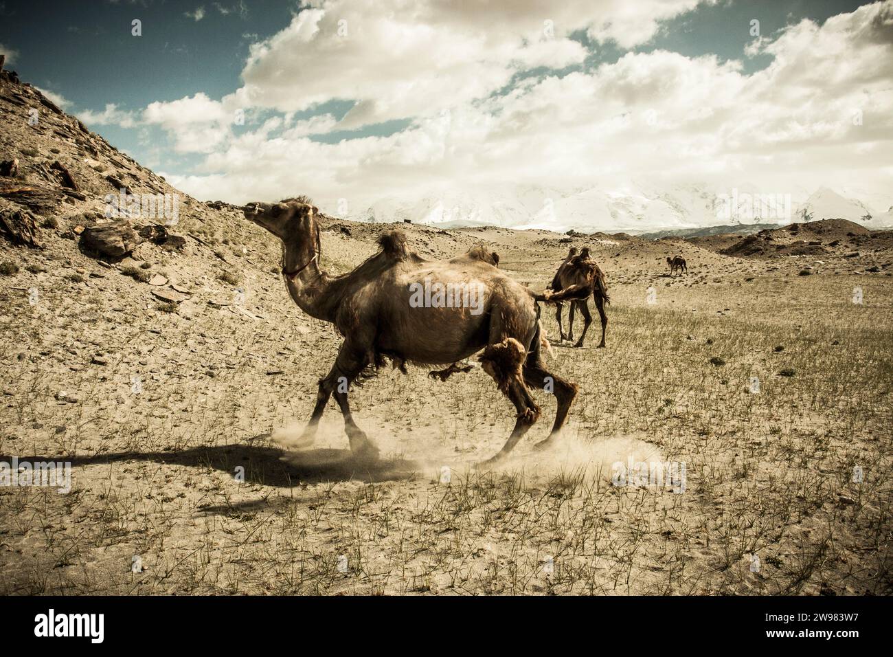 Camel in focus hi-res stock photography and images - Alamy