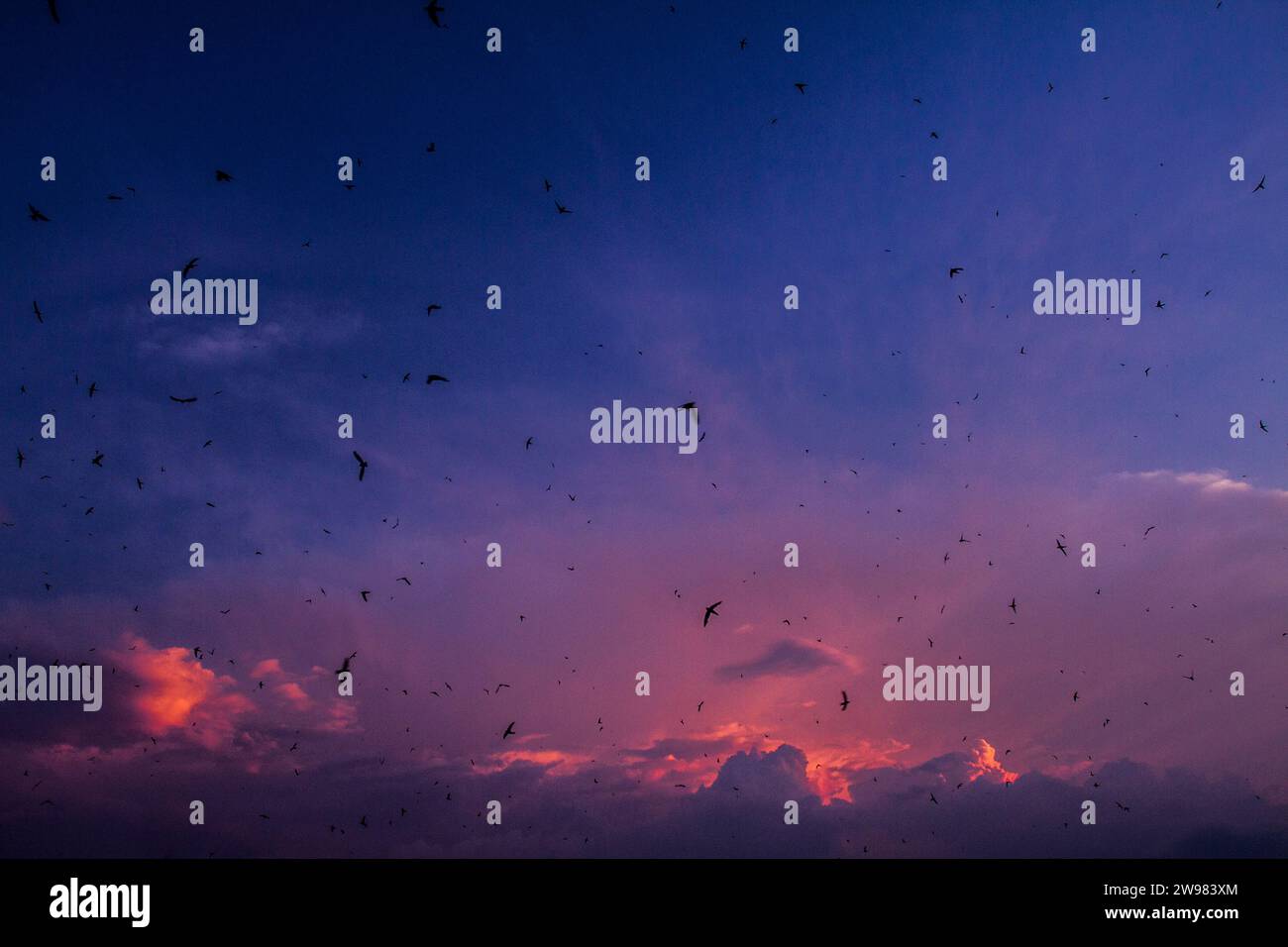 Dramatic animals hi-res stock photography and images - Alamy