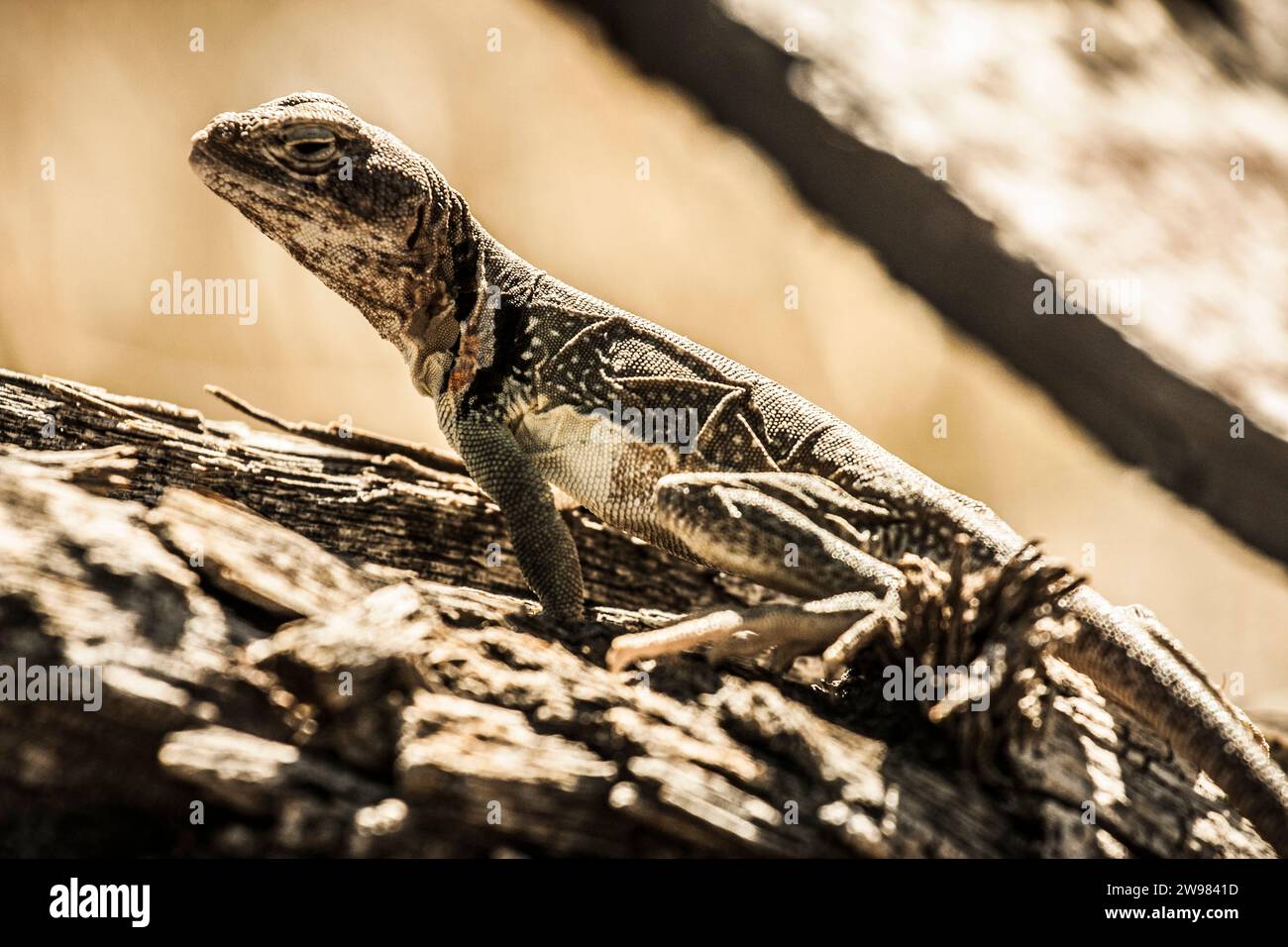 Lizard horizontal hi-res stock photography and images - Alamy