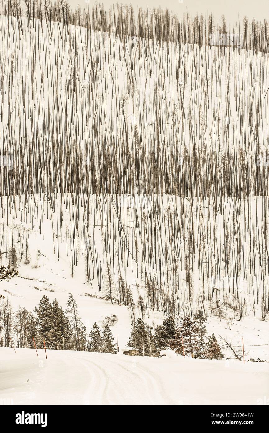 Burnt trees in snow hi-res stock photography and images - Alamy