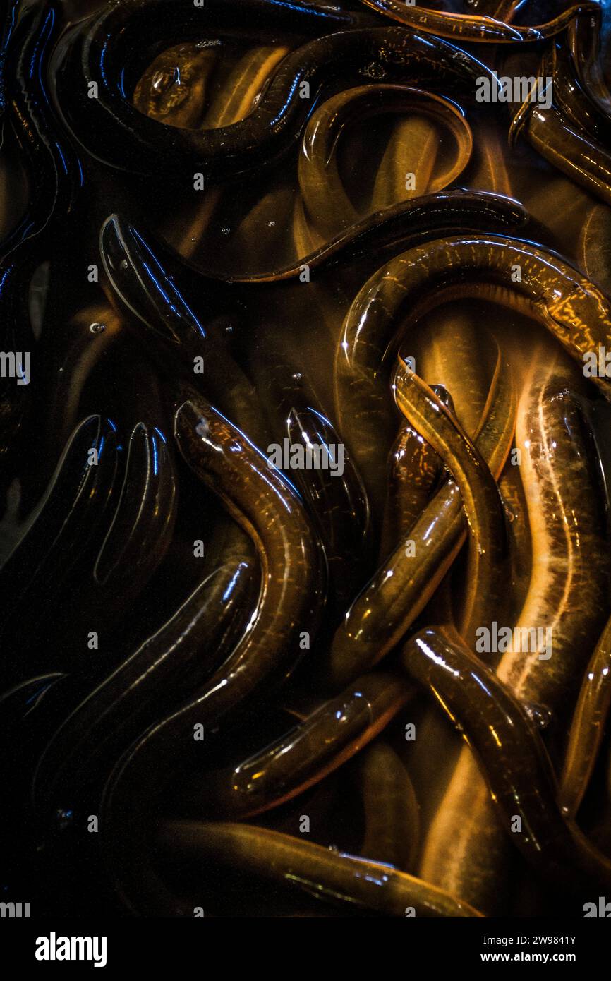 Restaurant themes hi-res stock photography and images - Alamy