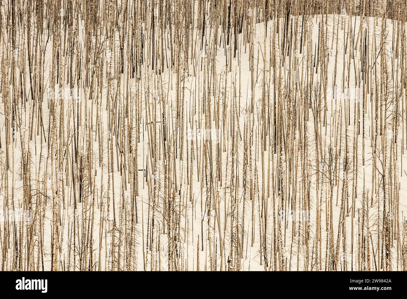 Burnt trees in snow hi-res stock photography and images - Alamy