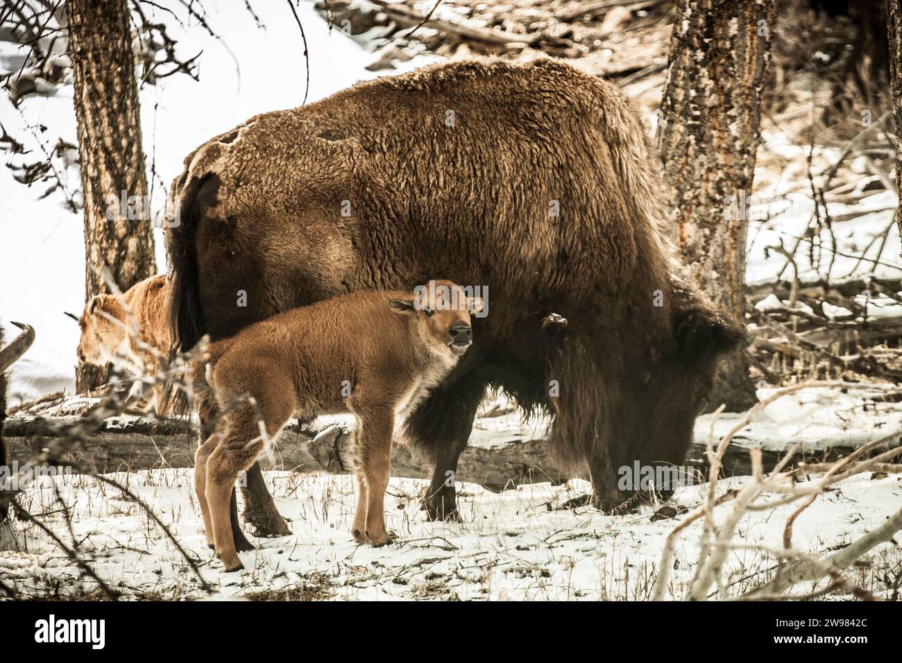 Baby American Bison and its mother Stock Photo - Alamy