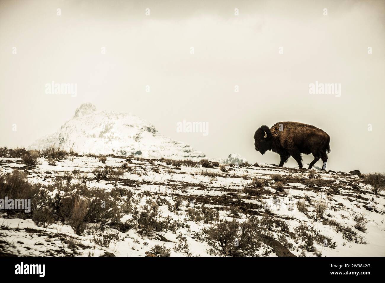 Top view american beauty hi-res stock photography and images - Alamy
