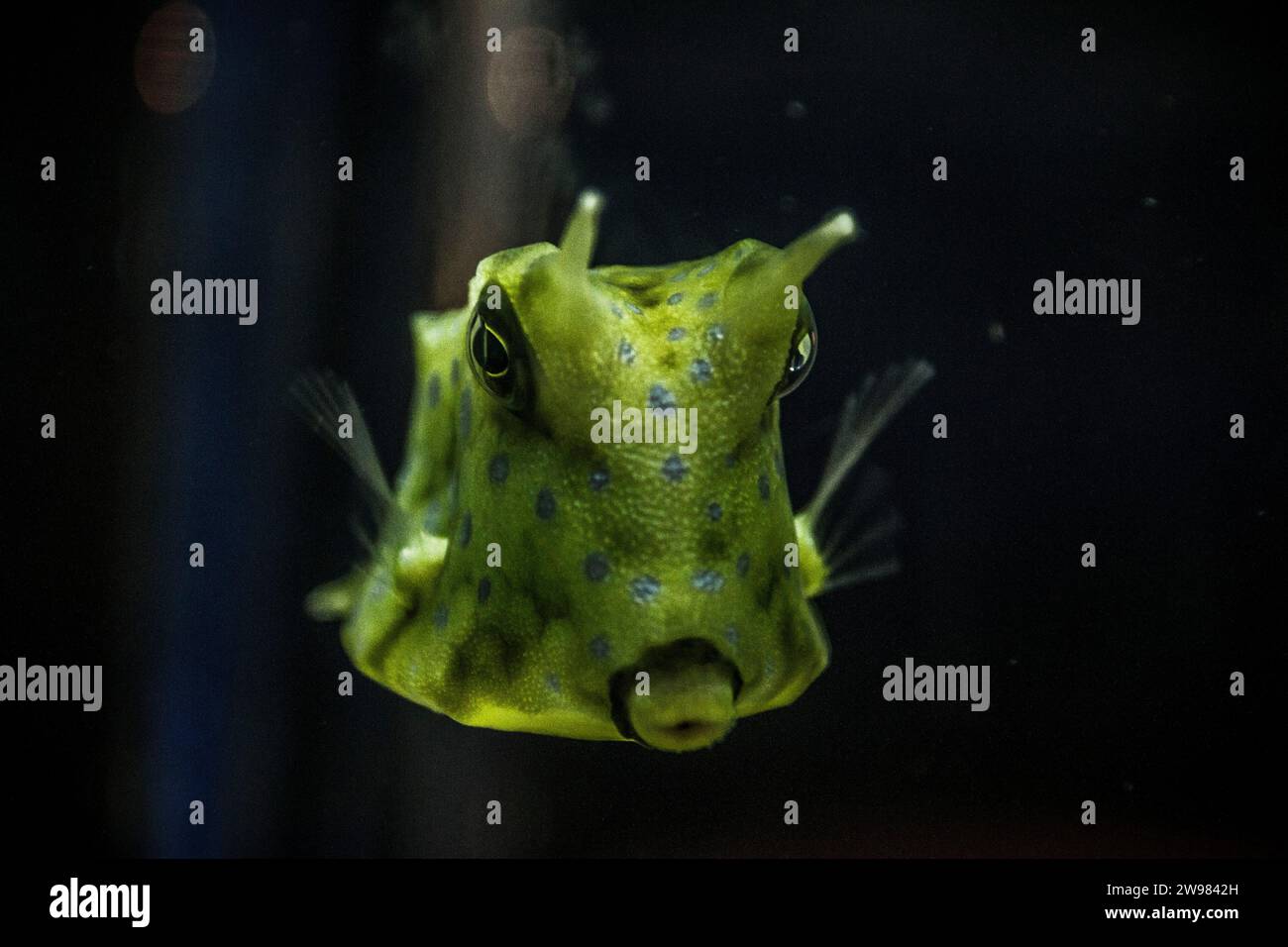 Tropical fish making an interesting expression Stock Photo - Alamy