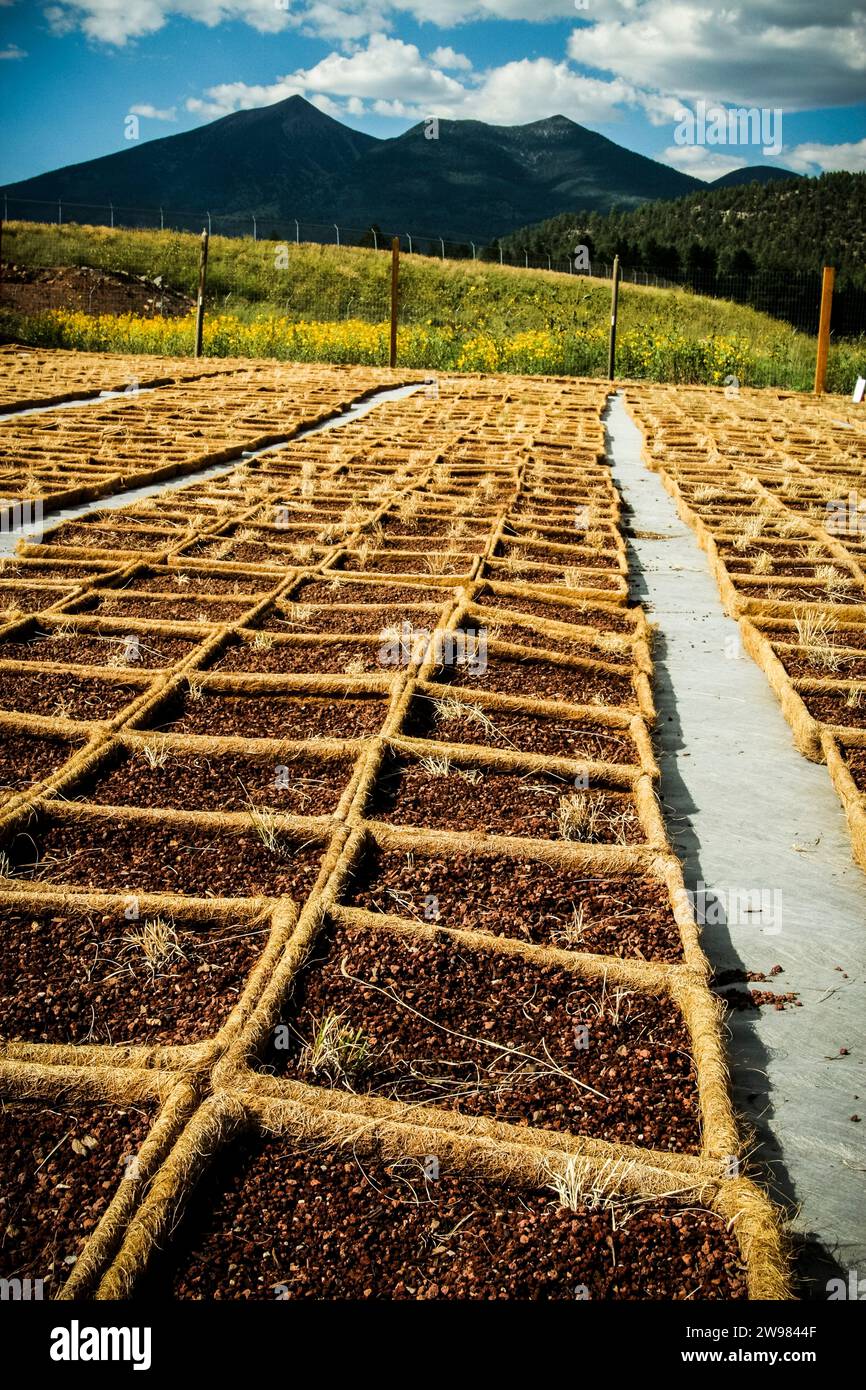 Organic planter squares with seeds Stock Photo - Alamy