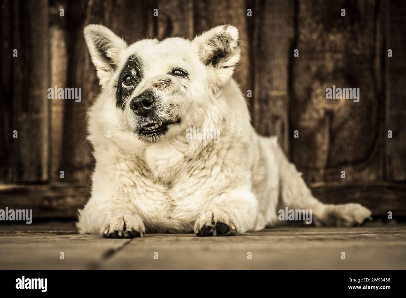 Animal funny expression hi-res stock photography and images - Alamy