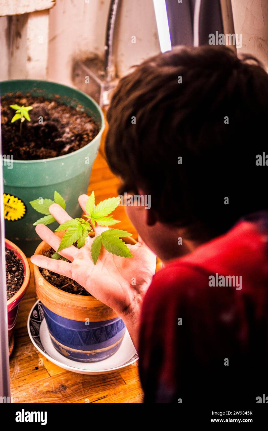 Marajuana plant hi-res stock photography and images - Alamy