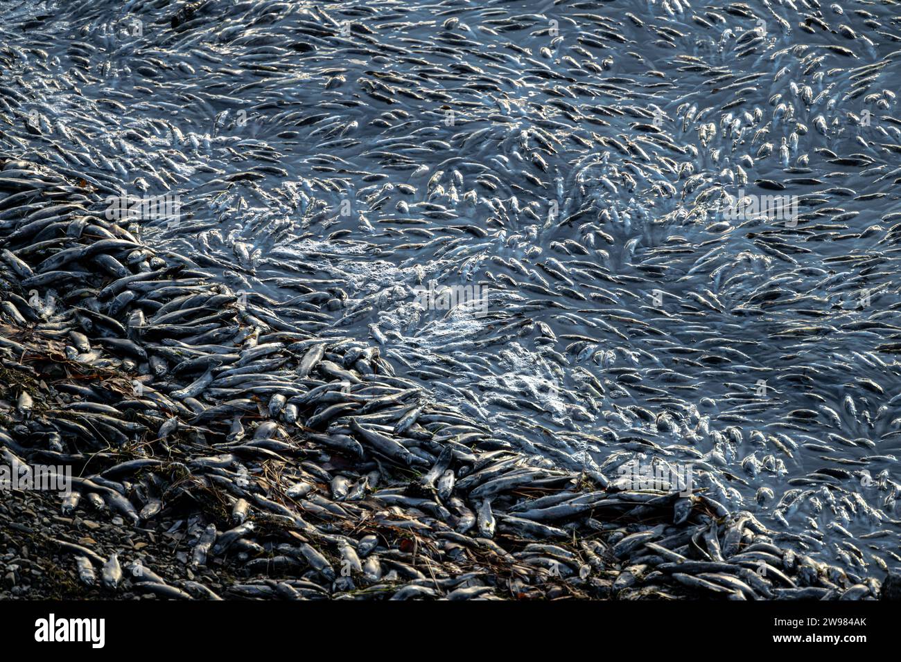 Dead salmon after spawning hi-res stock photography and images - Alamy