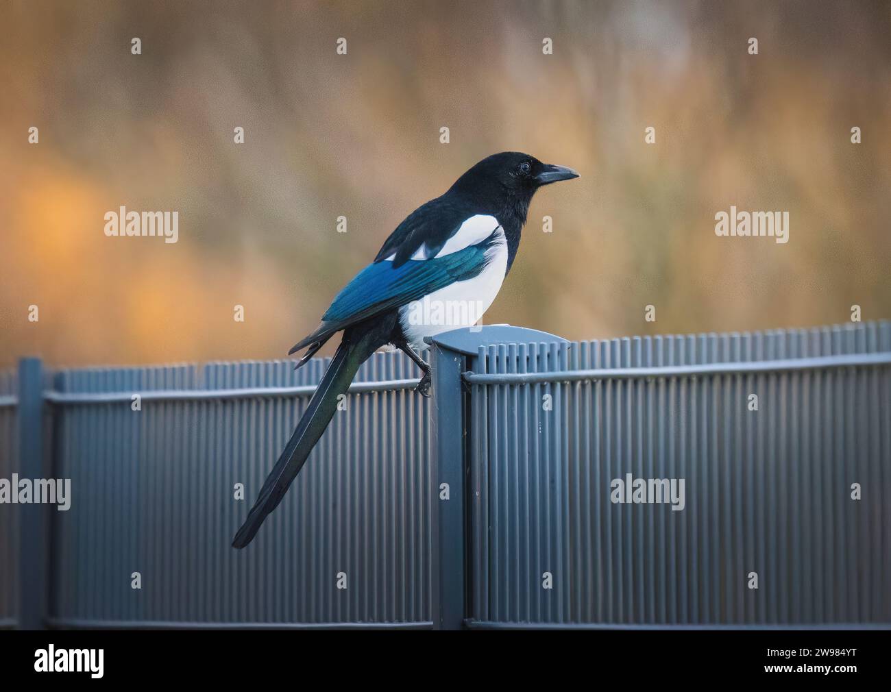 Magpie sitting on fence hi-res stock photography and images - Alamy