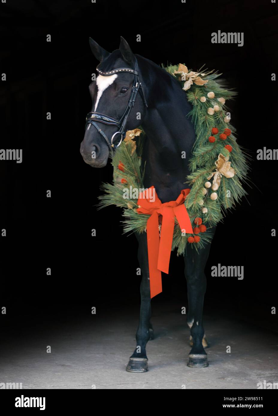 Dramatic Black Horse on Black Background Stock Photo - Alamy