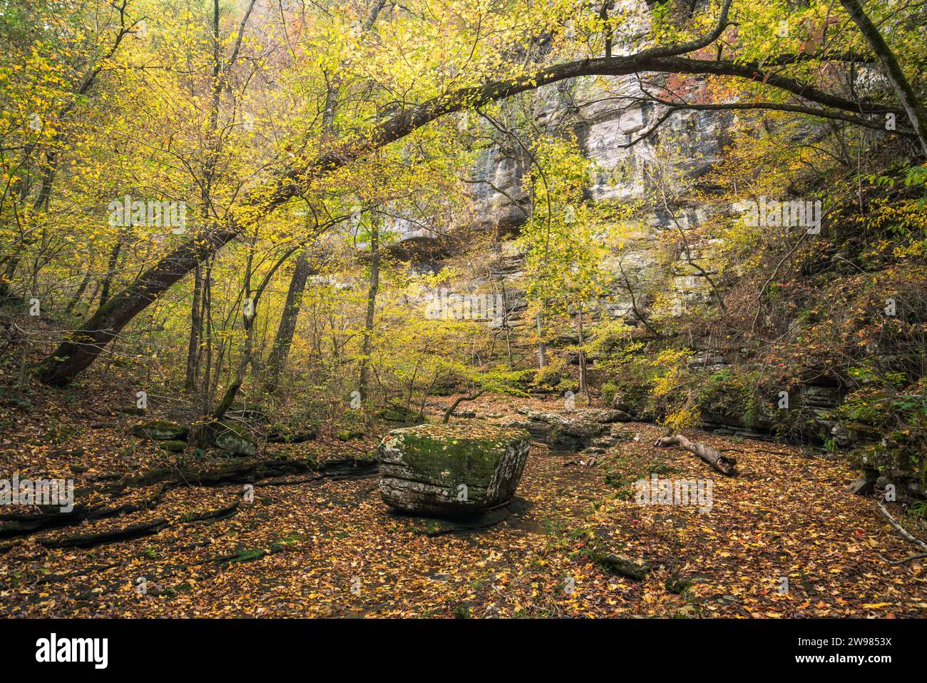 Fall foliage near the Buffalo River Stock Photo - Alamy
