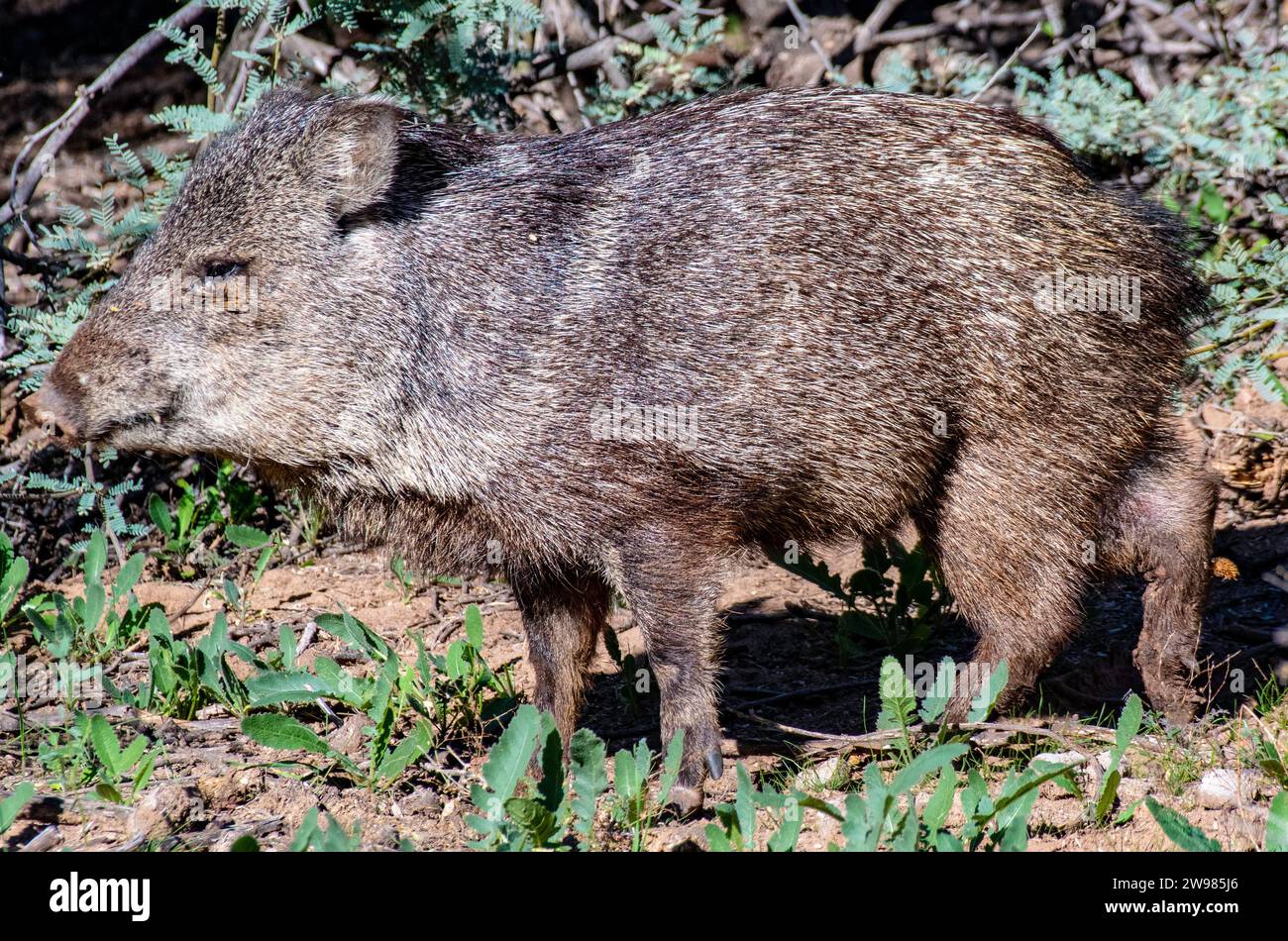 Javelina river hi-res stock photography and images - Alamy