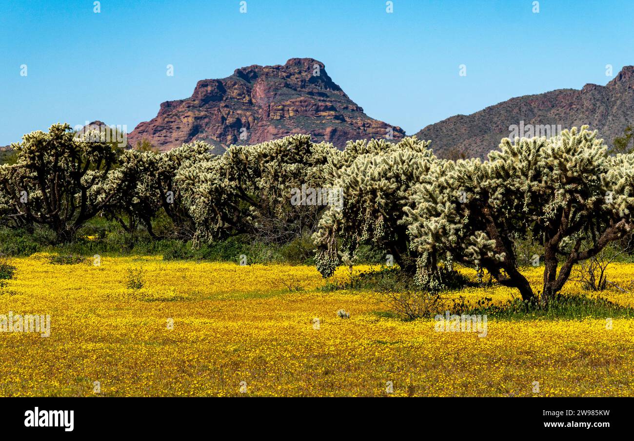 A scenic view of Tonto National Forest with Red Mountain Backdrop and ...
