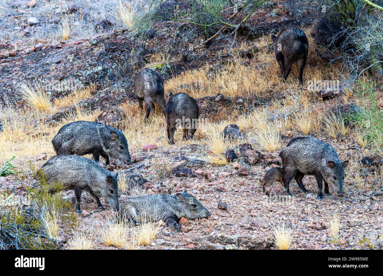 Javelina river hi-res stock photography and images - Alamy