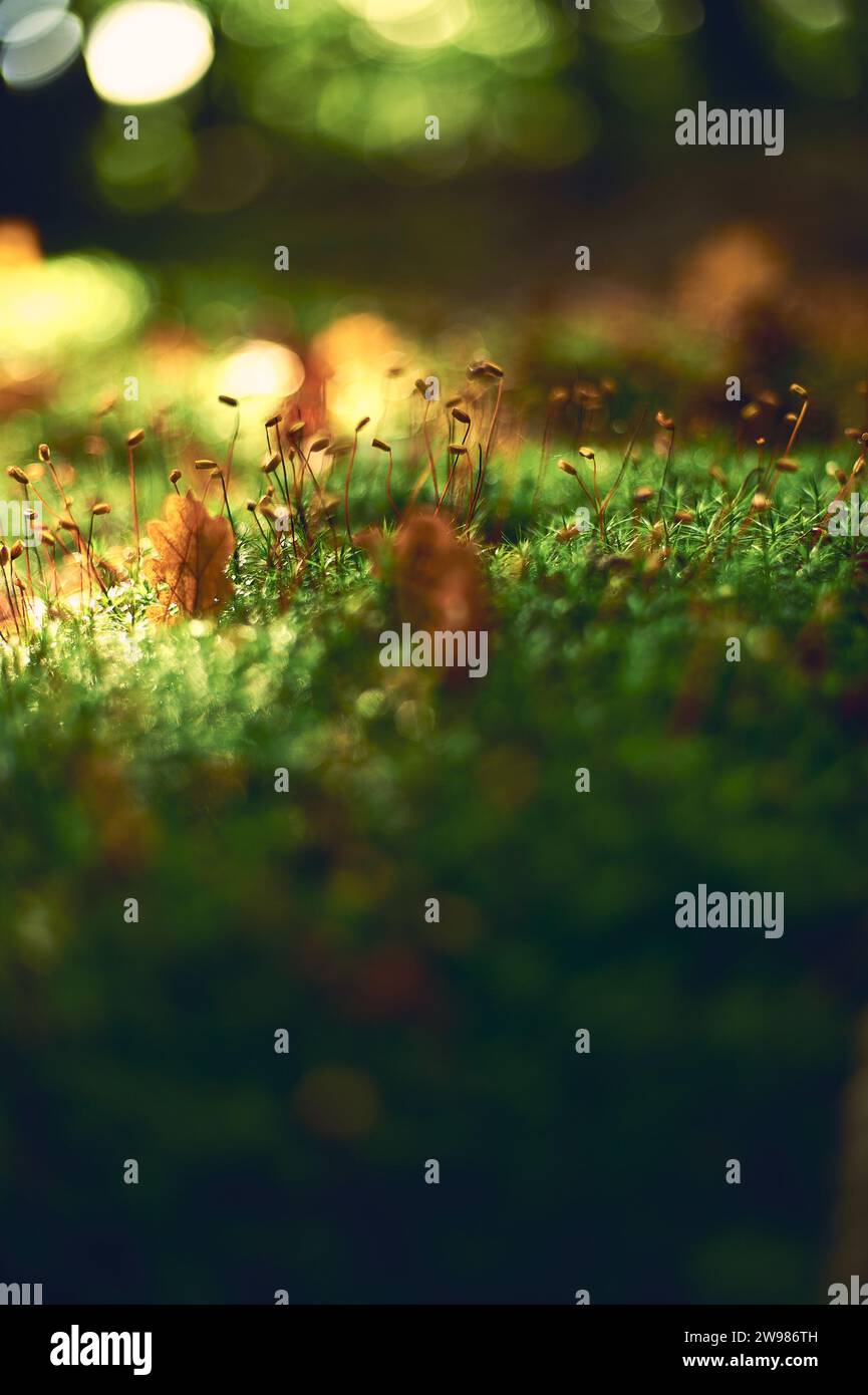Glowing ground hi-res stock photography and images - Alamy