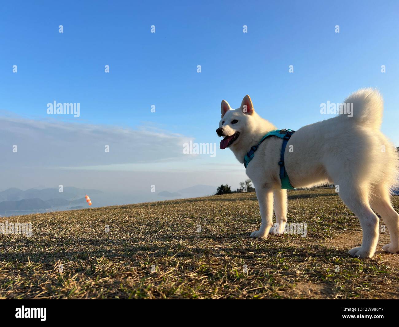 A purebred white dog standing atop a Ngong Ping Plateau, a highland ...
