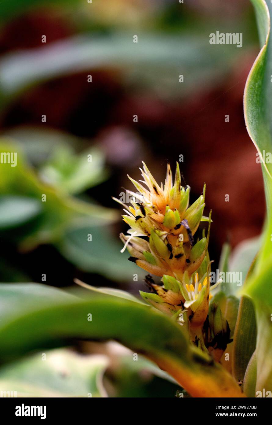 A vibrant yellow flower blooming atop a lush green stem with multiple ...