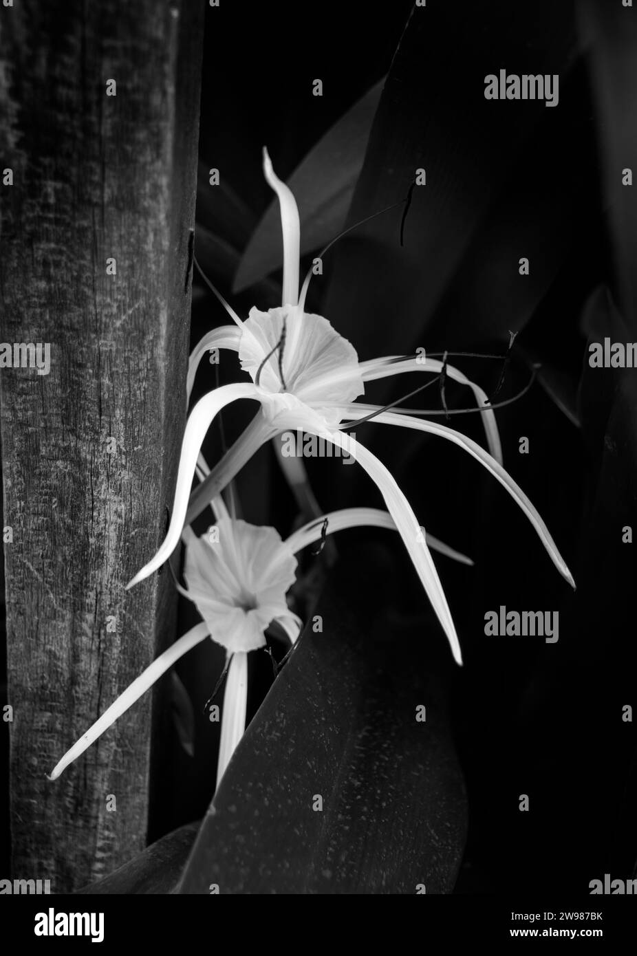 Lush white blooms Black and White Stock Photos & Images - Alamy