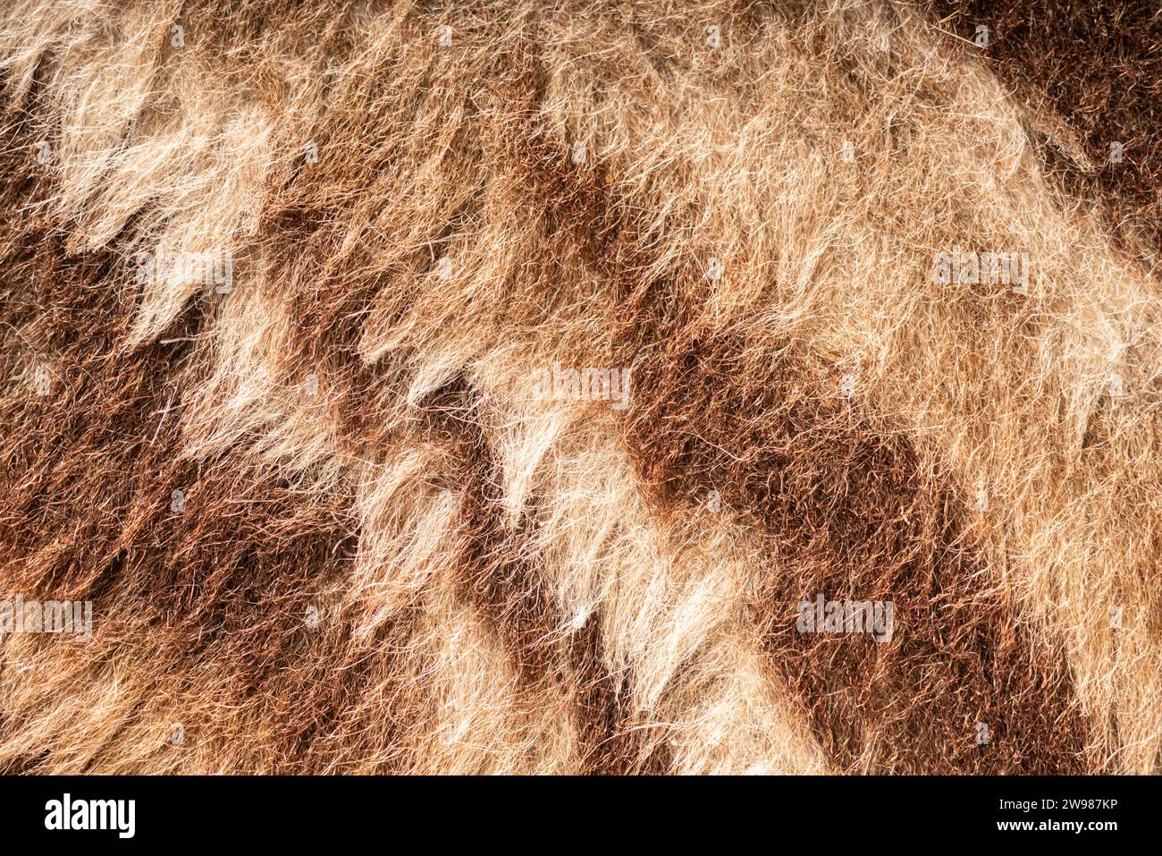 Faux fur texture hi-res stock photography and images - Alamy