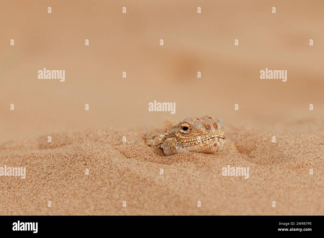 Toad-headed agama Phrynocephalus mystaceus, burrows into the sand in ...