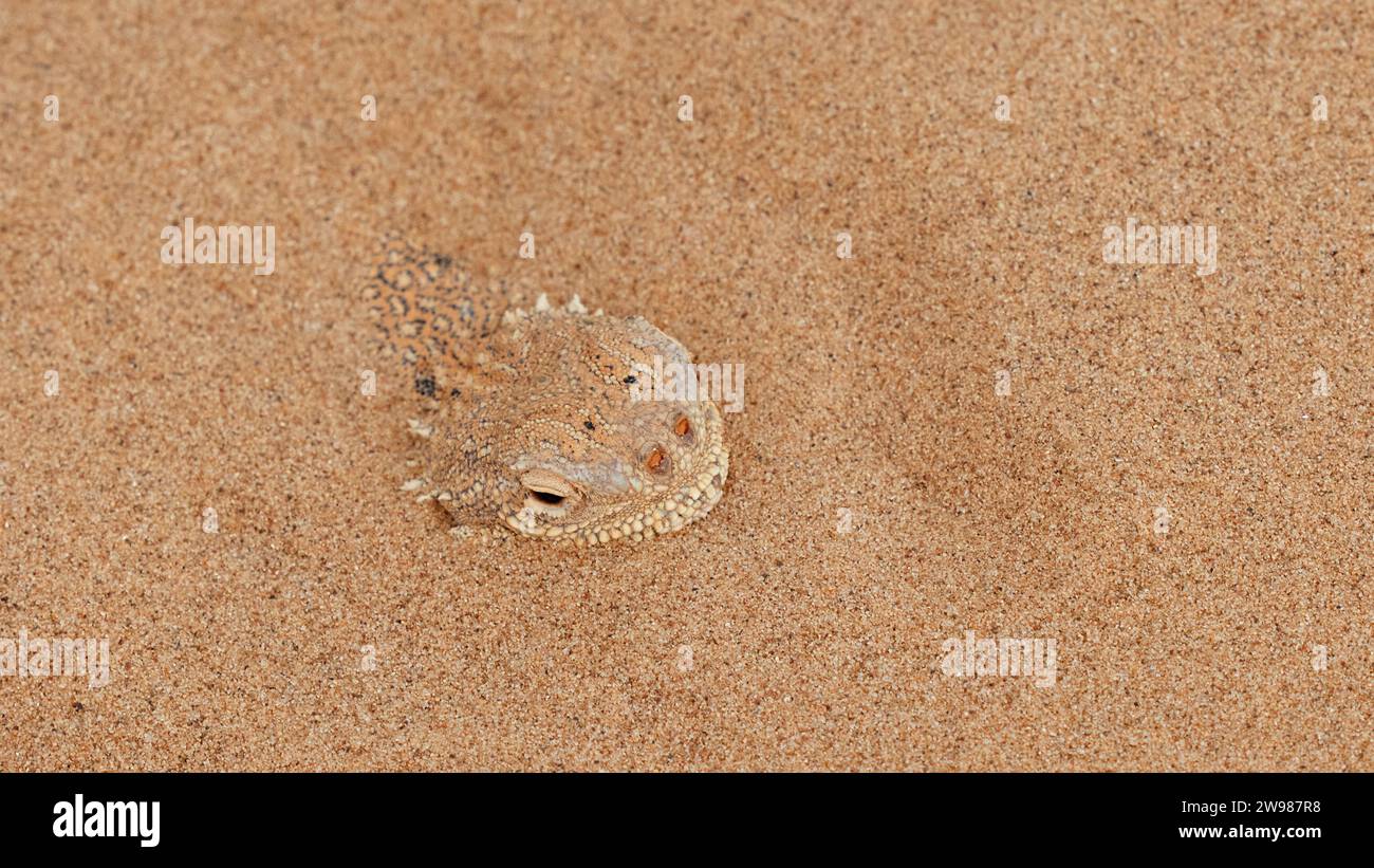 Toad-headed agama Phrynocephalus mystaceus, burrows into the sand in ...