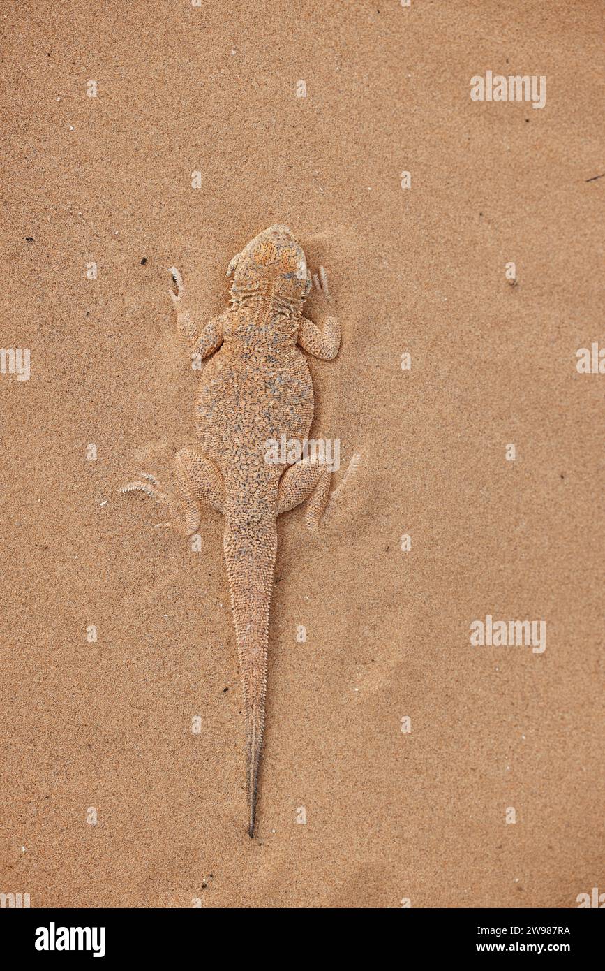 Toad-headed agama Phrynocephalus mystaceus, burrows into the sand in ...
