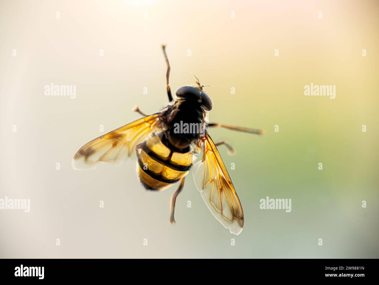 A close-up shot of a hornet hovering near a glass window, with its eyes ...