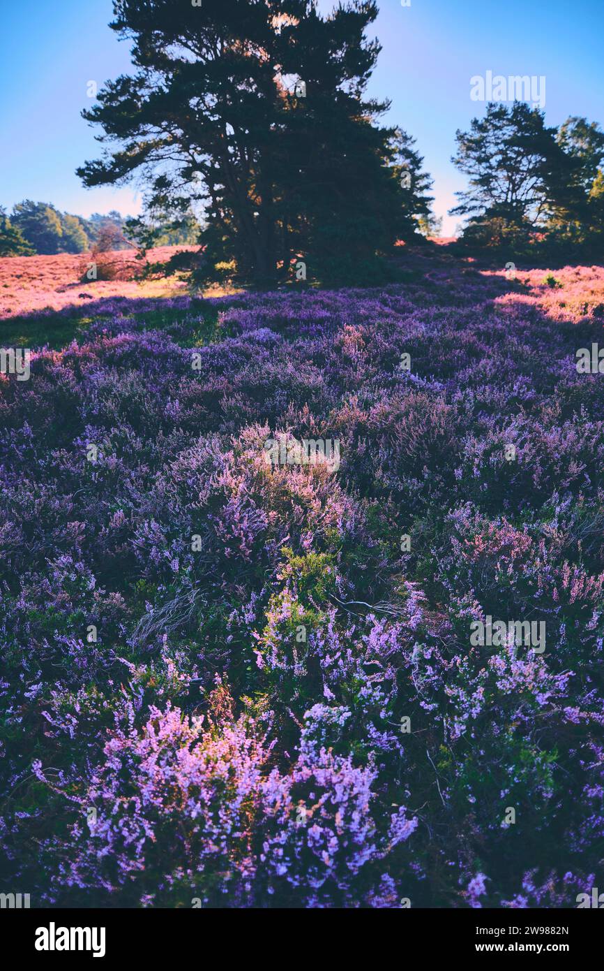 Heather plant in sunlight in Fischbeker Heider, Germany. High quality ...