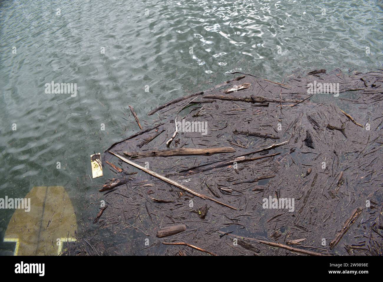 Collection of wooden debris floating in the clear water at the inlet of ...