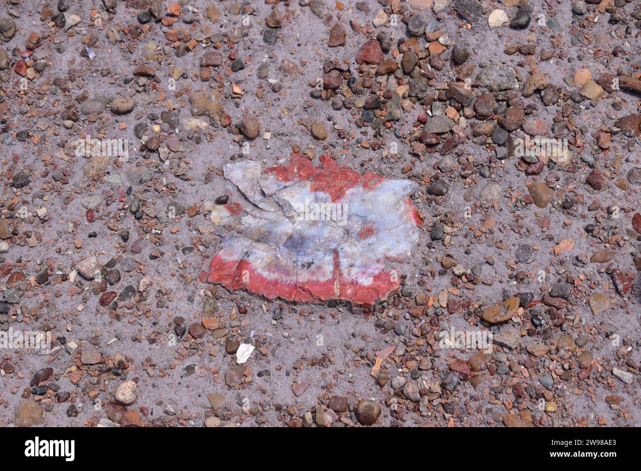 Large chunks of crystallized mineral logs on the ground in Petrified ...