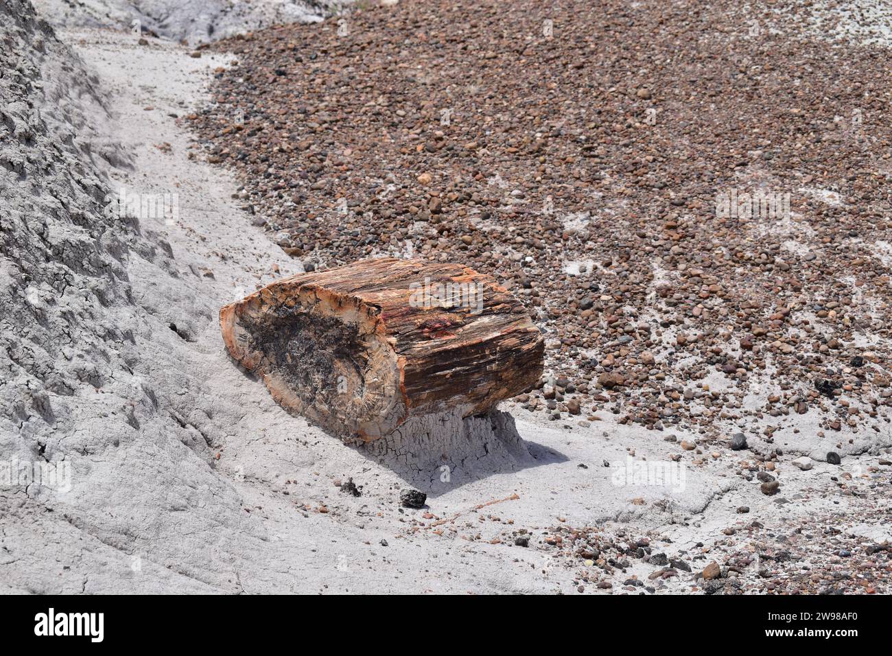 Large chunks of crystallized mineral logs on the ground in Petrified ...