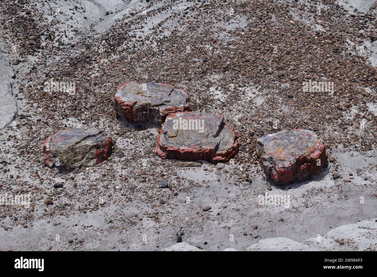 Large chunks of crystallized mineral logs on the ground in Petrified ...