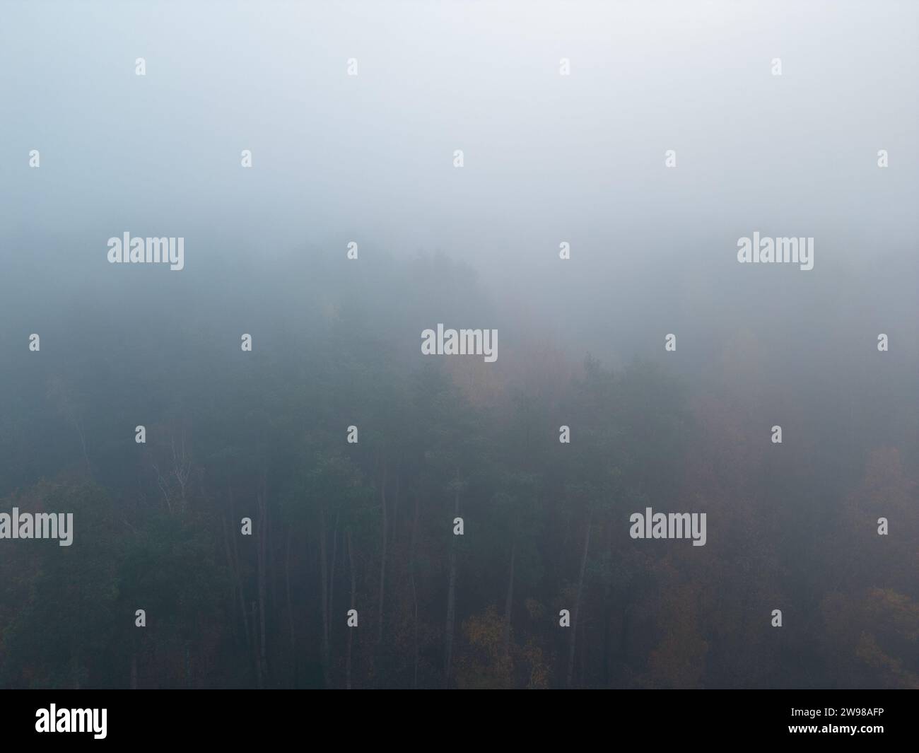 Enshrouded forest landscape hi-res stock photography and images - Alamy