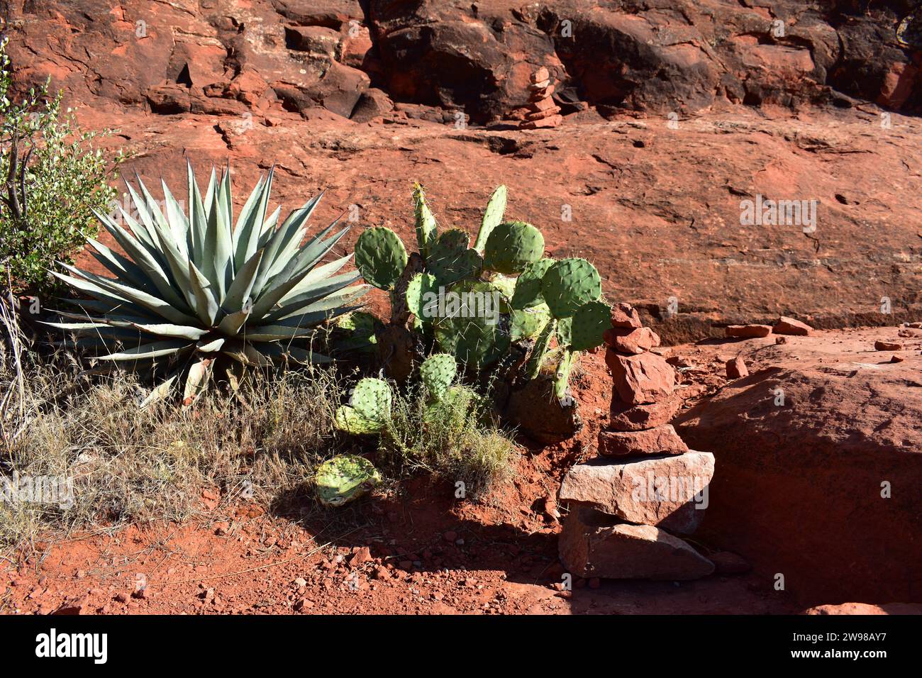 Cacti and other desert vegetation on the mountainside of Bell Rock in ...