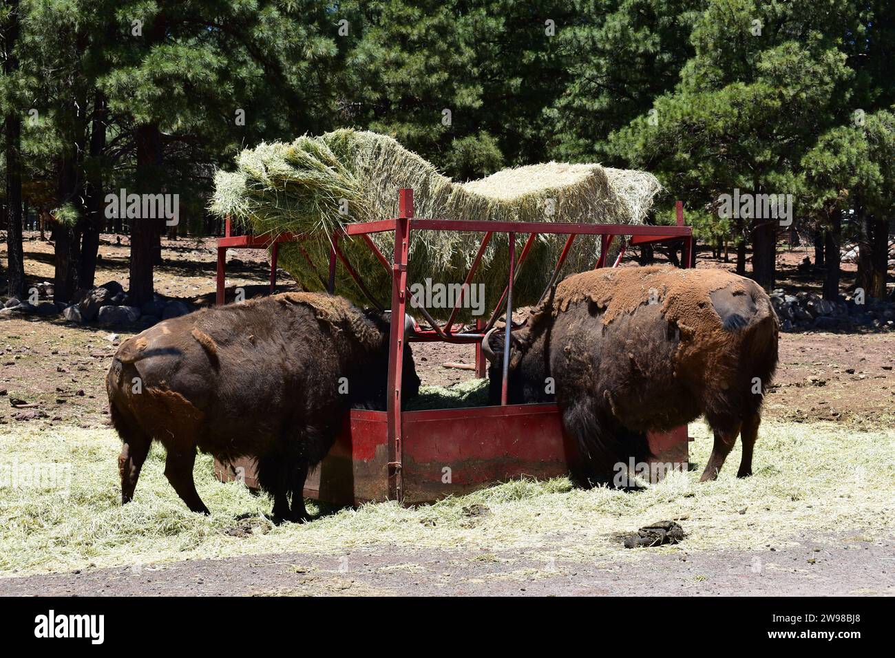 Two large American bison eating hay under a suspended hay bale in ...