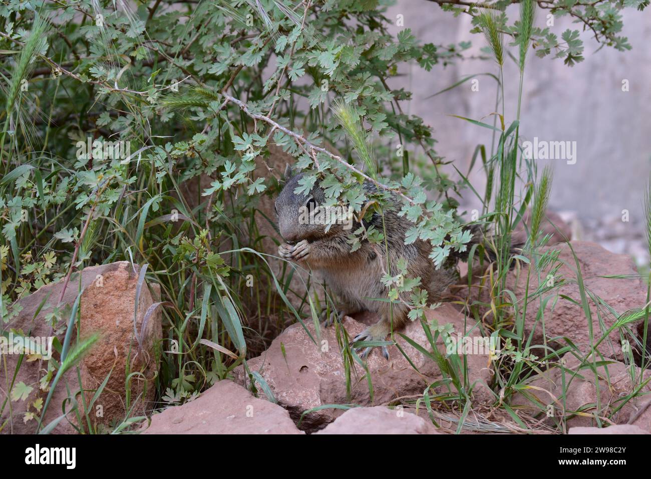 A cute little Rock Squirrel foraging for food between the rocks and ...