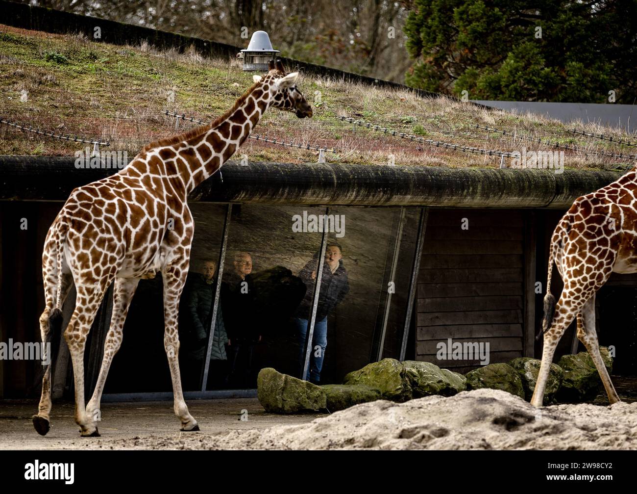 AMSTERDAM - Visitors to Artis on Christmas Day. The oldest zoo in the ...