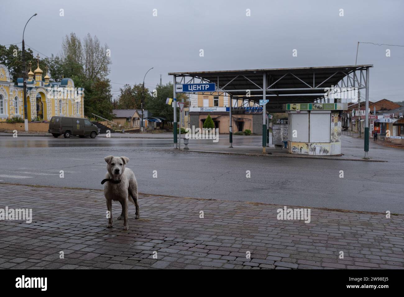 A stray dog wandering in an empty city centre. On 10th September 2023 ...