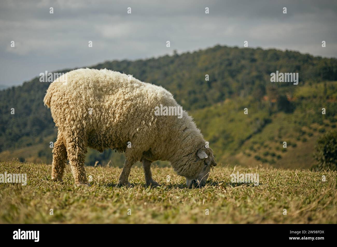 Akha Farmville, the only sheep farm of Doi Chang, Chiang Rai, is ...