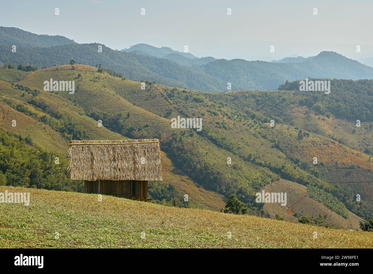 Akha Farmville, the only sheep farm of Doi Chang, Chiang Rai, is ...