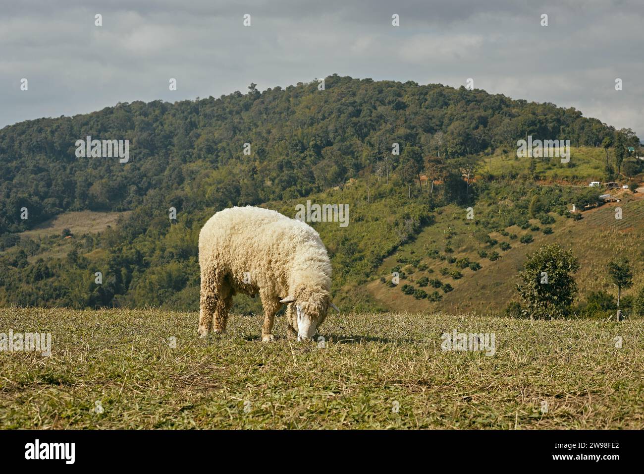 Akha Farmville, the only sheep farm of Doi Chang, Chiang Rai, is ...