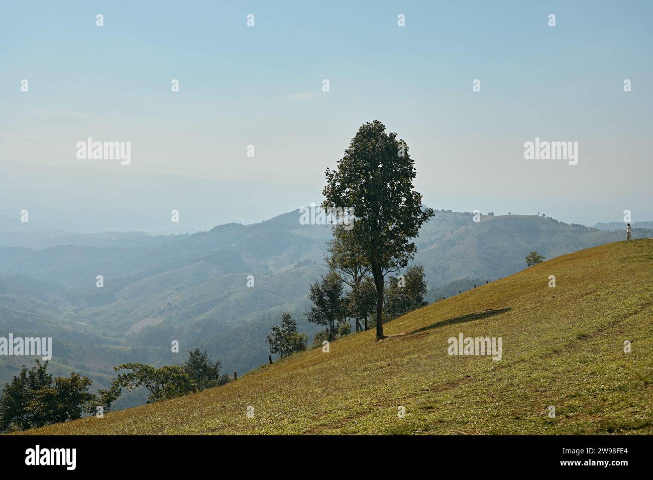 Akha Farmville, the only sheep farm of Doi Chang, Chiang Rai, is ...